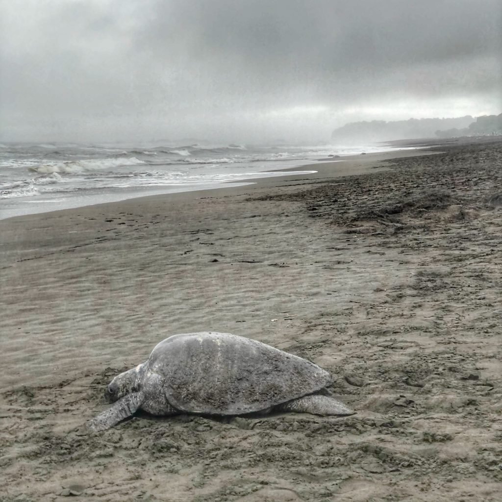 TURTLE NESTING &/OR HATCHING TOUR - Rich Coast Tours