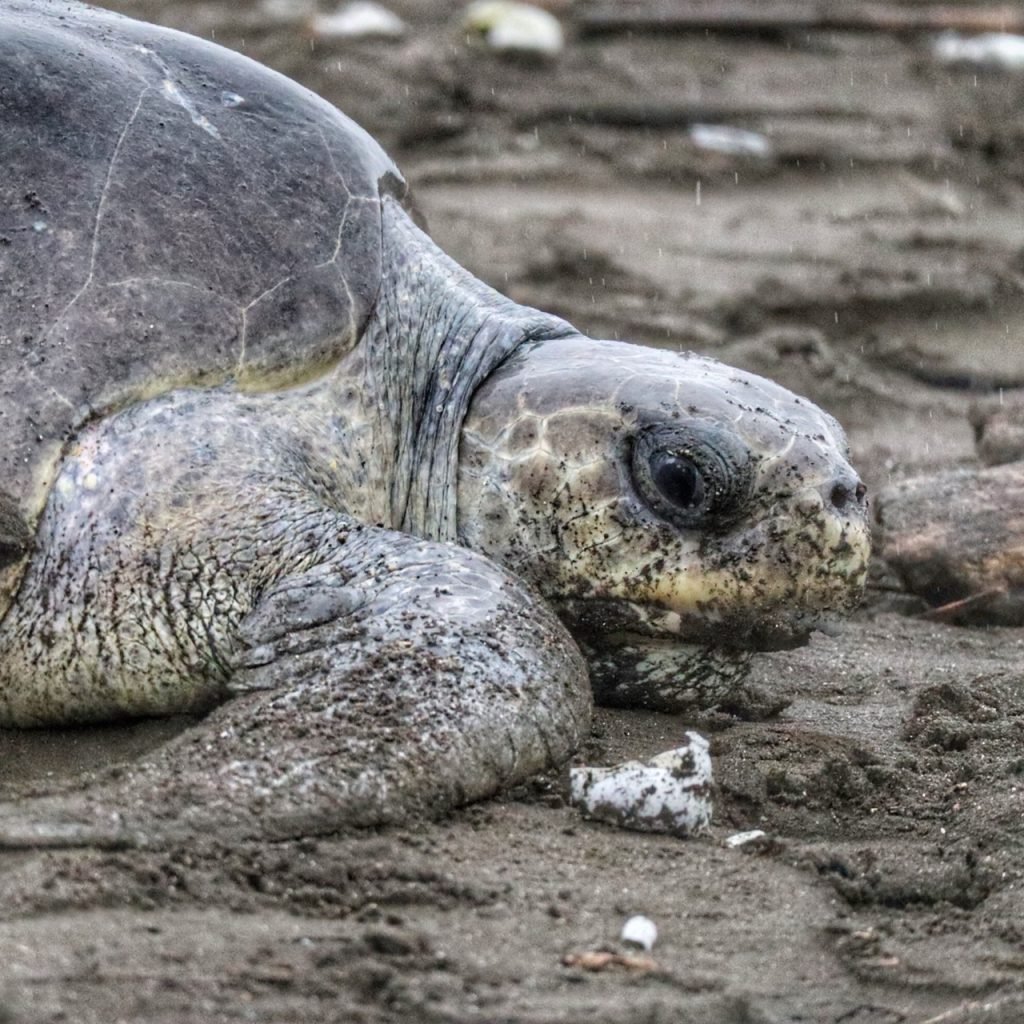 TURTLE NESTING &/OR HATCHING TOUR - Rich Coast Tours