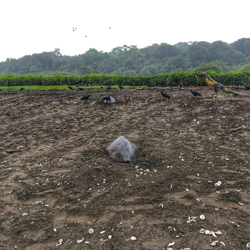 TURTLE NESTING &/OR HATCHING TOUR - Rich Coast Tours